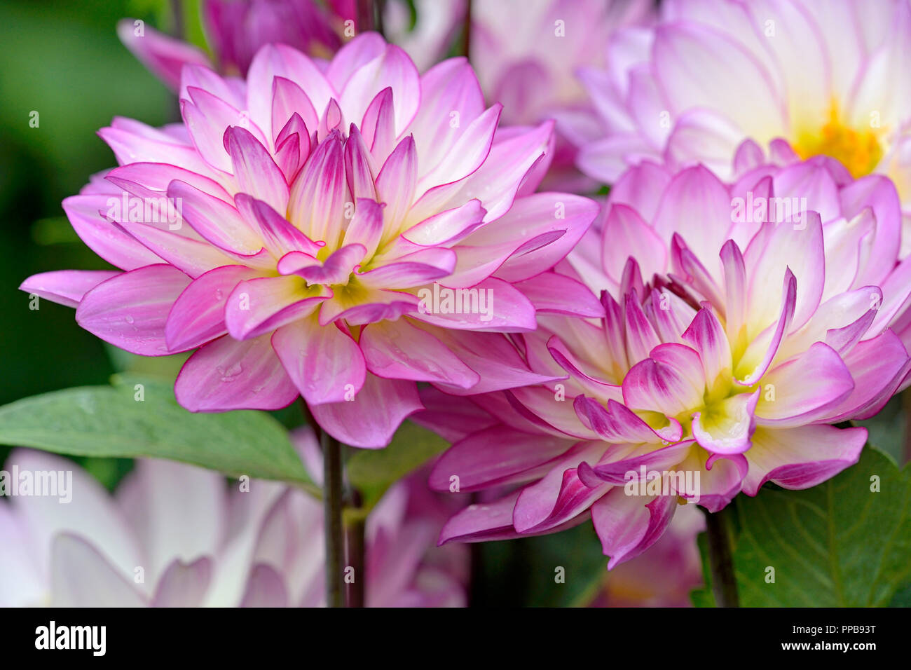 Pink And White Dahlia Flower