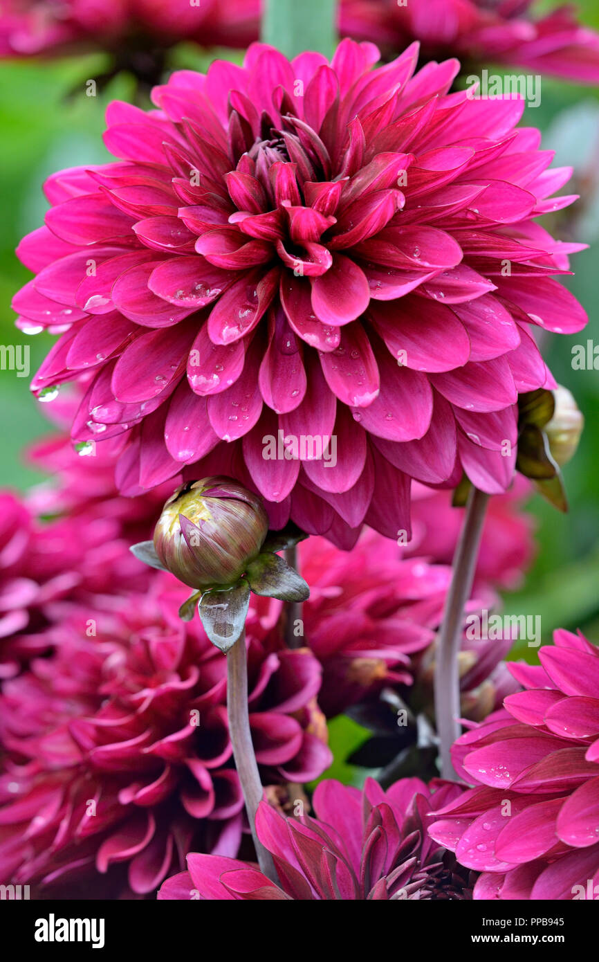 Decorative Dahlia (Dahlia), variety Purple Joy, flowers, North Rhine ...