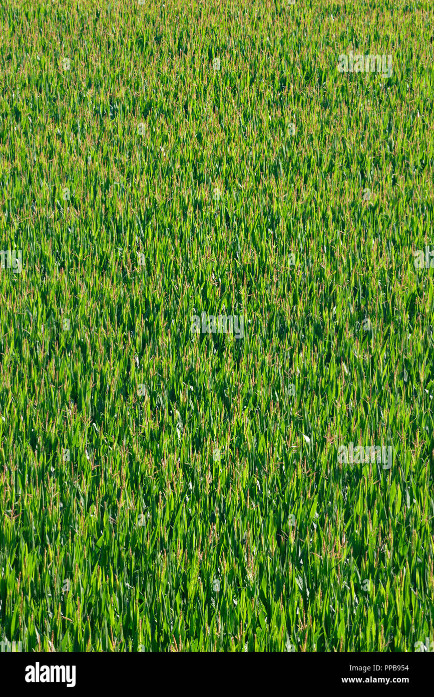 Corn cultivation, view of a field with (Zea mays), background image ...