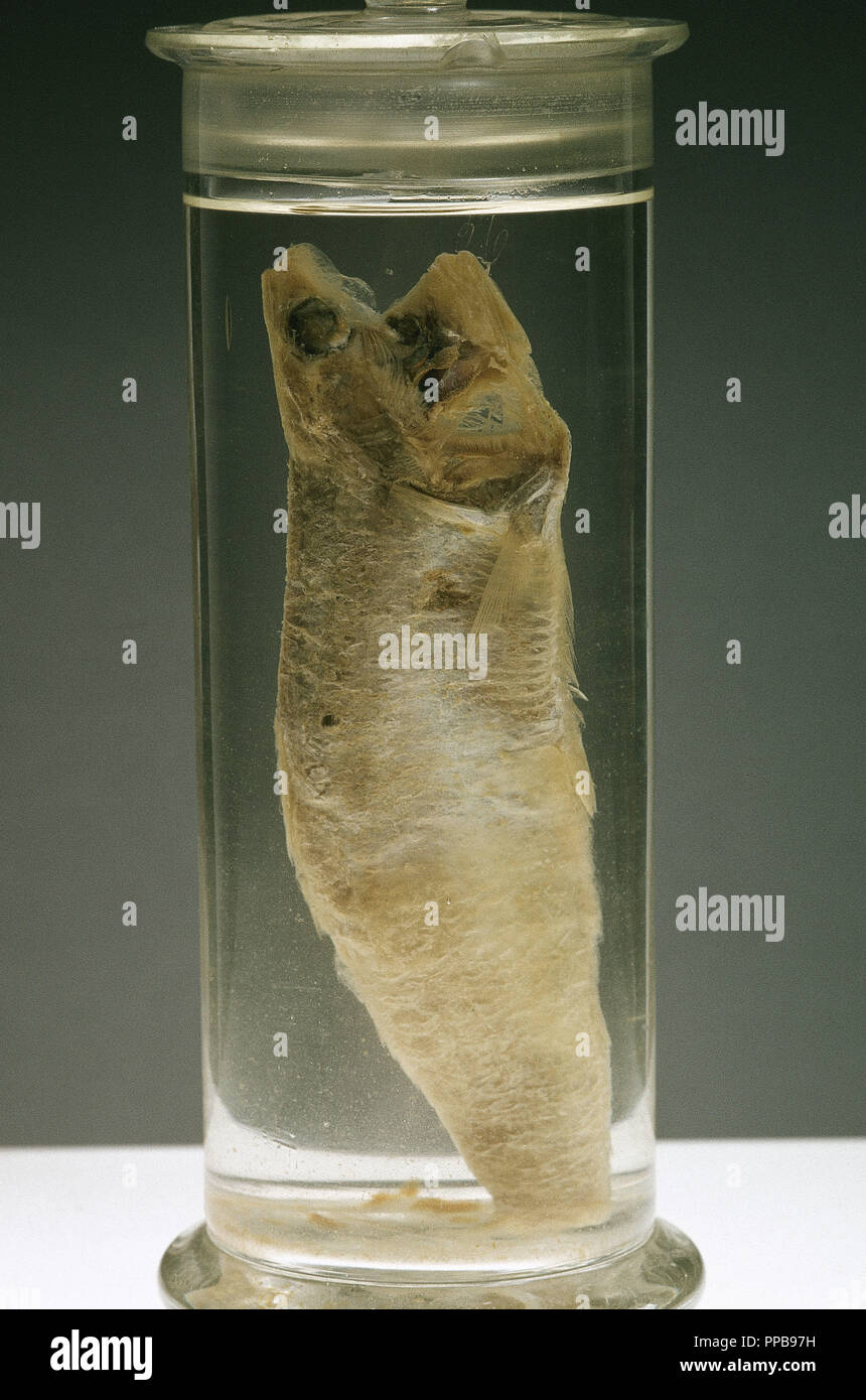 TWO-HEADED ADULT SARDINE (1913). Maritime Museum of the Cantabrian Sea ...