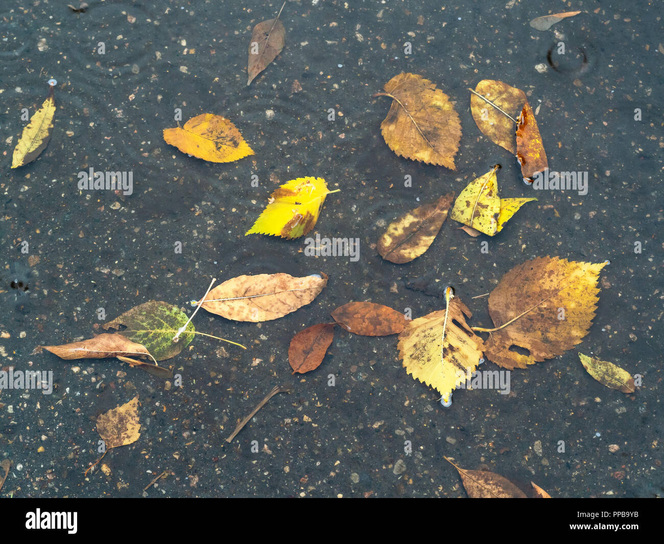 Rain falling on fallen yellow hi-res stock photography and images - Alamy