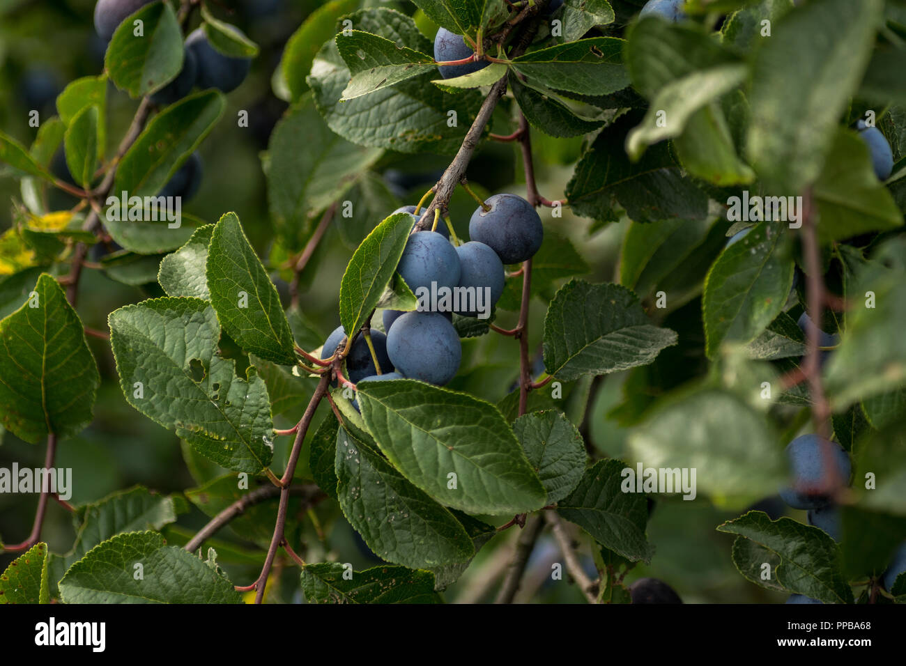 Damson tree autumn hi-res stock photography and images - Alamy