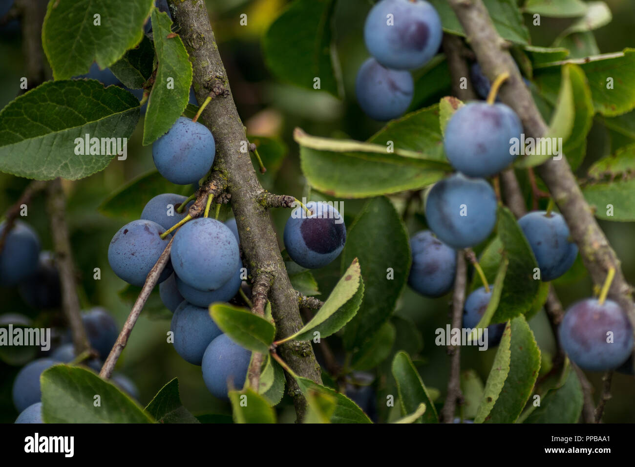 Damson tree autumn hi-res stock photography and images - Alamy