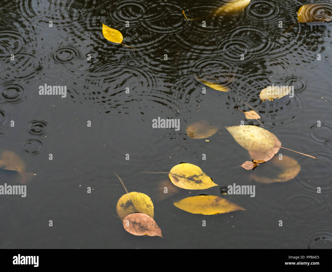 floating yellow leaves in dirty puddle on road in autumn rain Stock Photo - Alamy