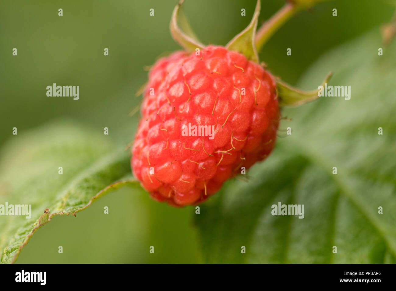 single raspberry hanging on a bush Stock Photo - Alamy