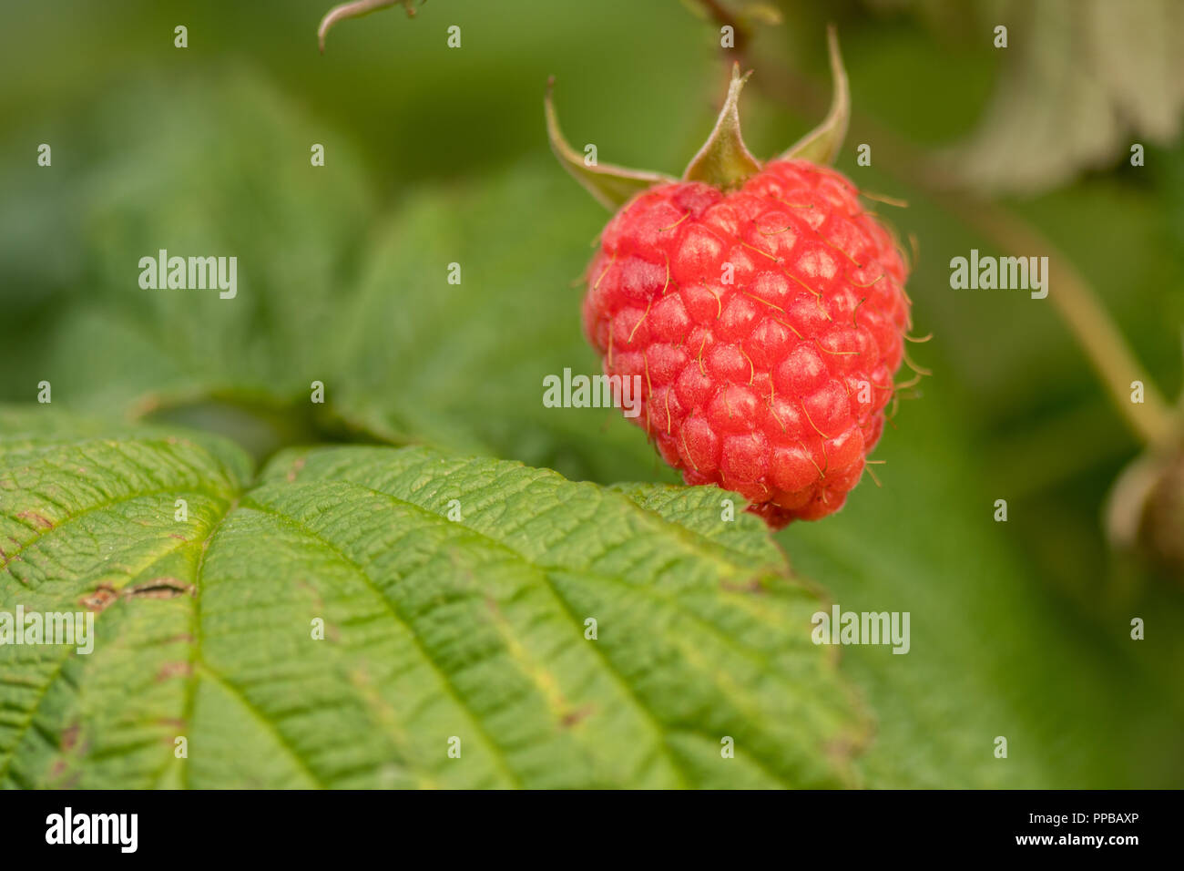 single raspberry hanging on a bush Stock Photo - Alamy
