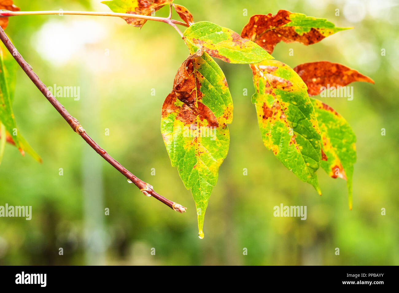 colorful wet leaves of maple ash tree close up in park in autumn rain ...