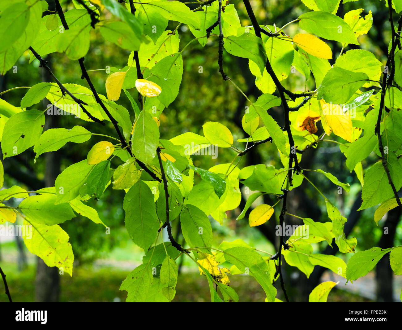 twigs with wet leaves of pear tree in park in autumn rain Stock Photo ...