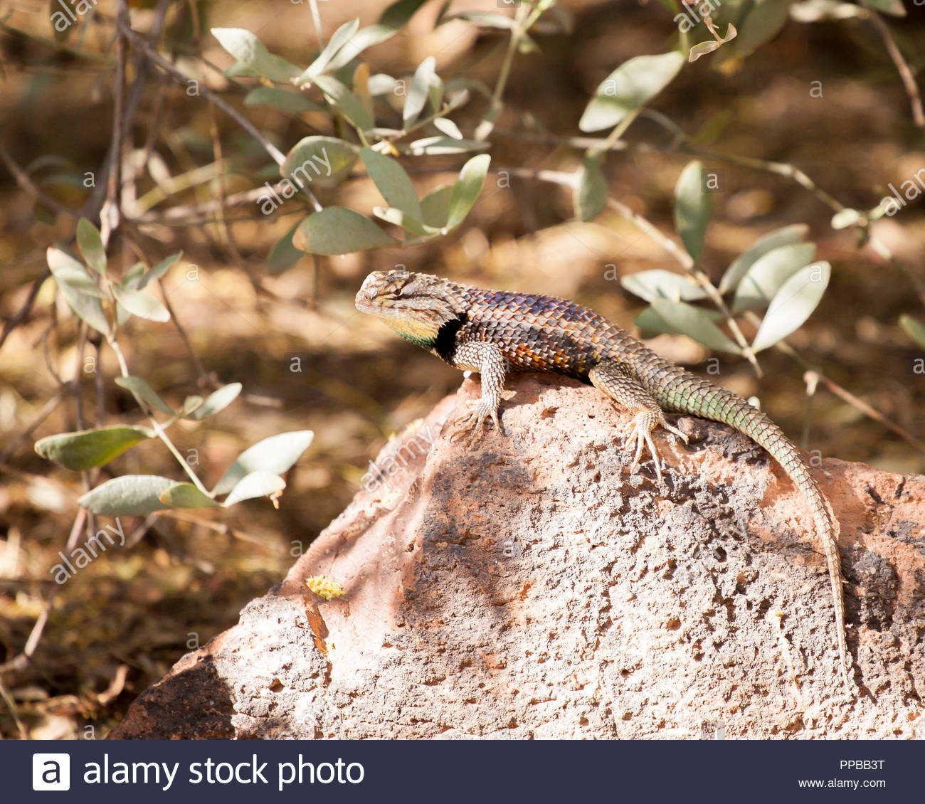 Desert Spiny Lizard Sceloporus Magister Stock Photos & Desert Spiny ...