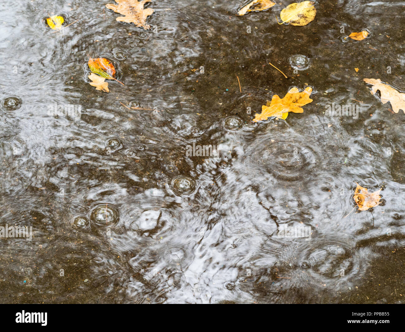 raindrops and floating yellow leaves of oak tree in puddle on asphalt road in autumn rain Stock ...