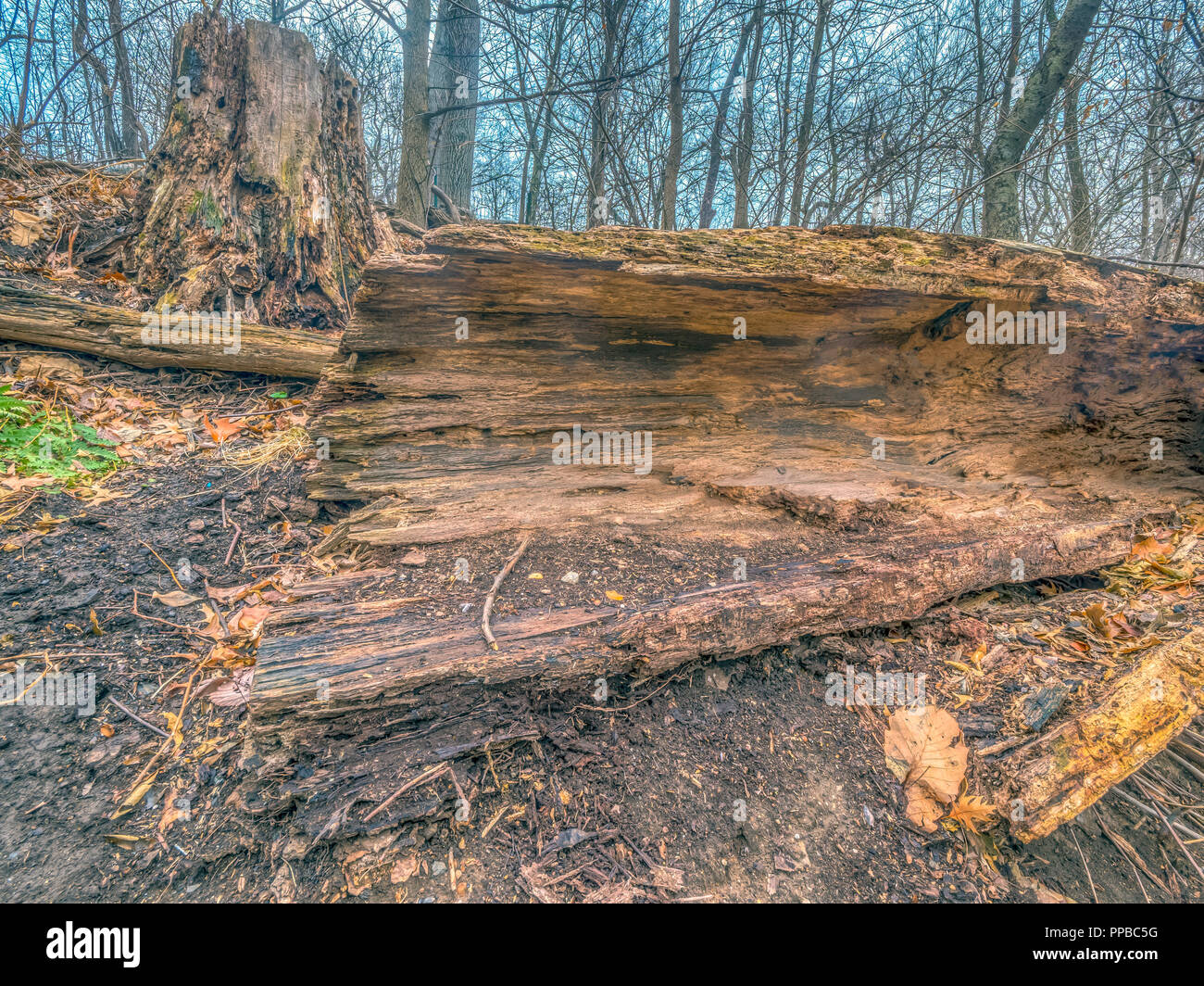 Decaying log in Central Park, New York City Stock Photo - Alamy