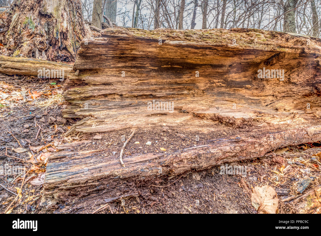 Decaying log in Central Park, New York City Stock Photo - Alamy