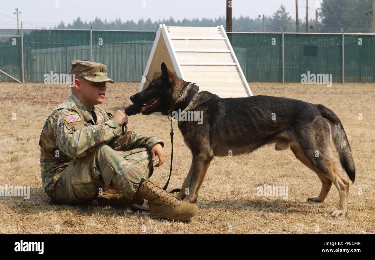 Private 1st Class Jason Dingler, a military working dog handler with ...