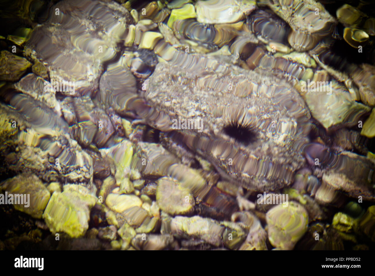 Shallow depth surreal water full of pebles, little fishes and sea ...
