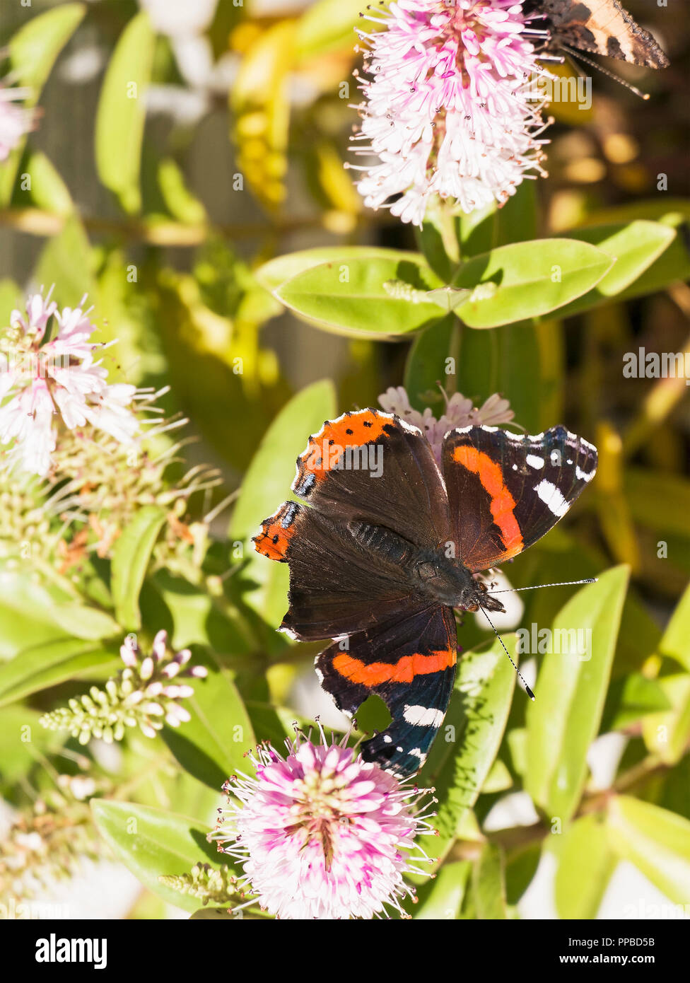 Red Admiral butterfly, Vanessa atlanta, with wings outstretched, UK ...