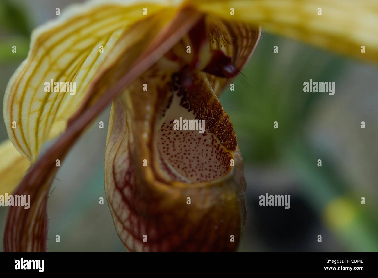 Boot shaped plant hi-res stock photography and images - Alamy