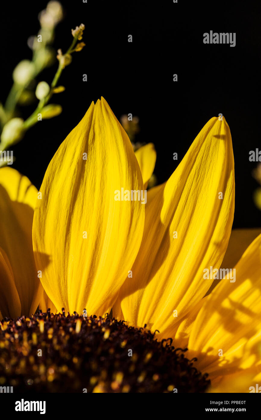 Lush petals hi-res stock photography and images - Alamy