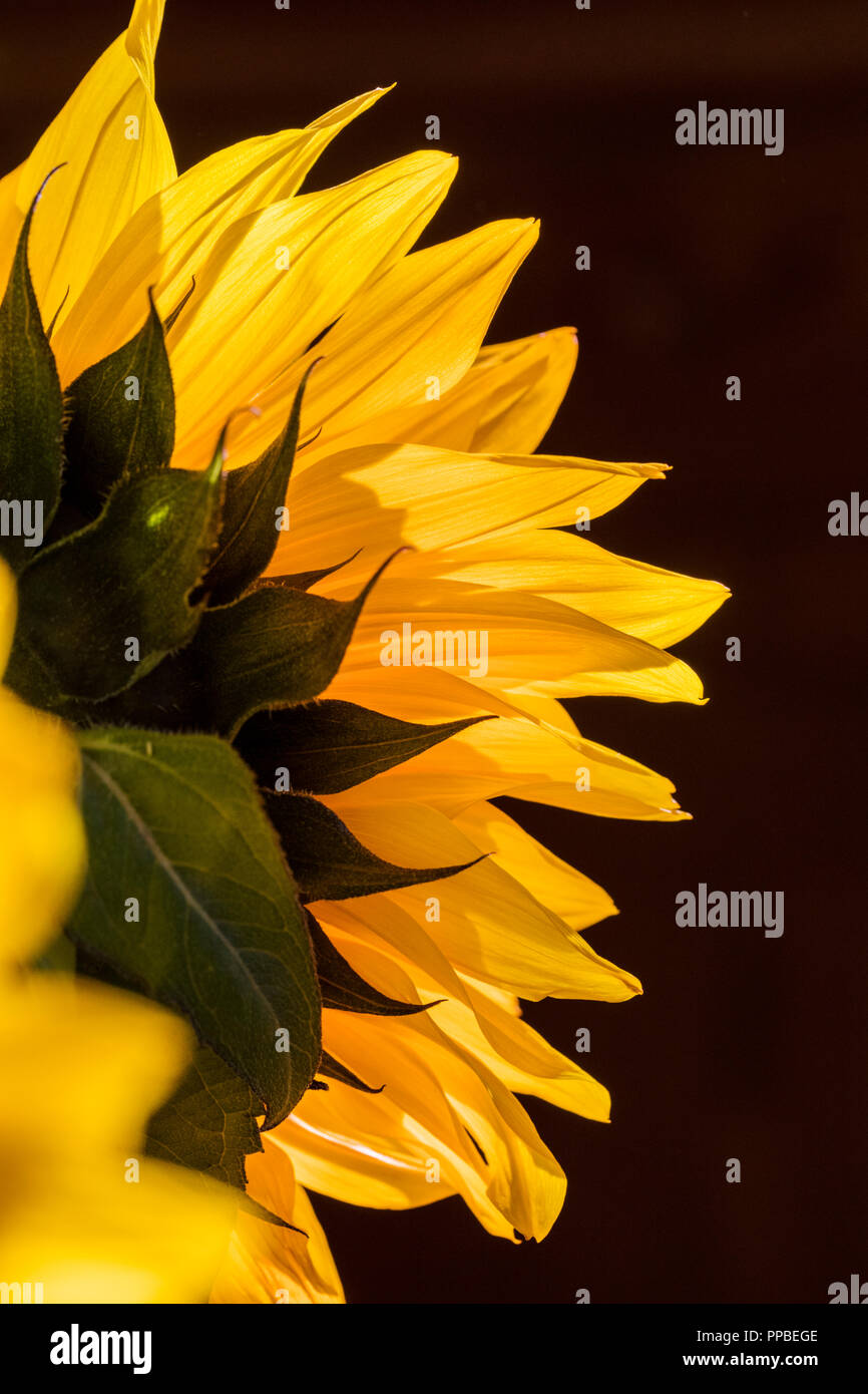 Yellow backlit hi-res stock photography and images - Alamy