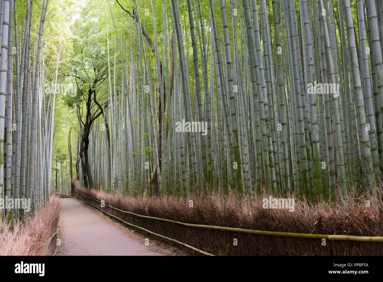 The sagano bamboo forest hi-res stock photography and images - Alamy