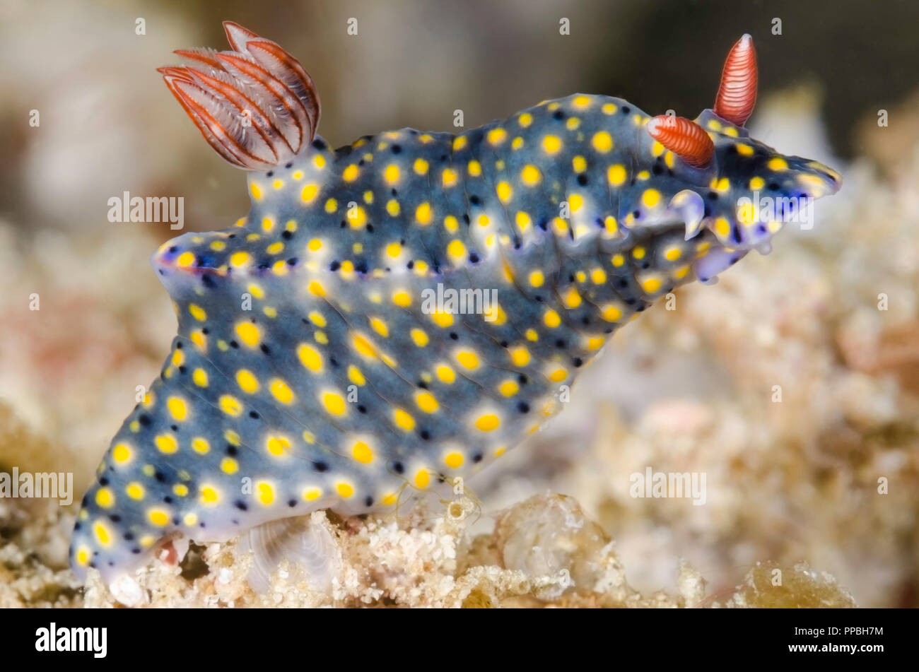 sea slug or nudibranch, Hypselodoris roo, Puerto Galera, Oriental ...