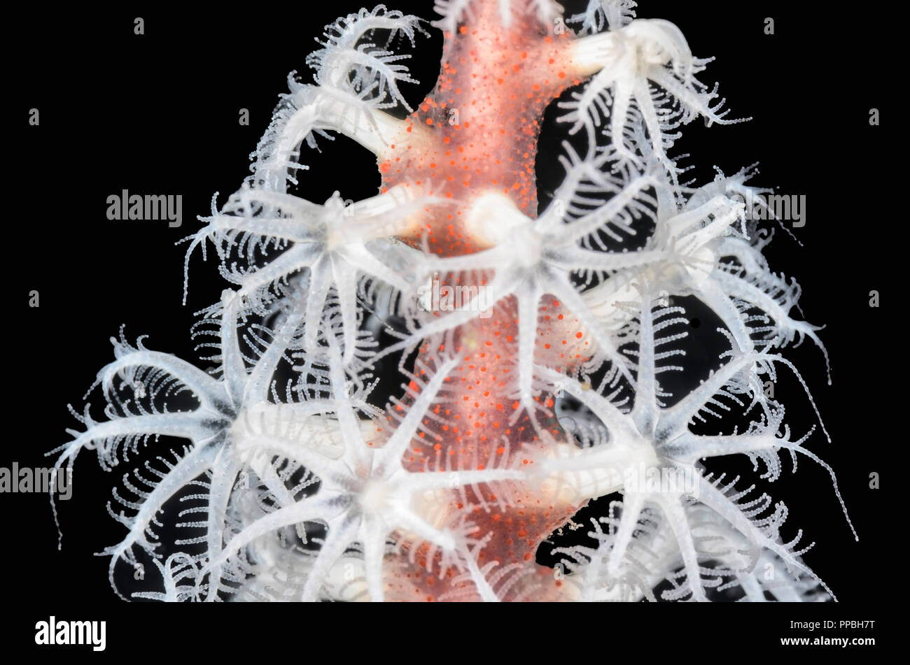 Snowflake coral, Carijoa riisei, Puerto Galera, Oriental Mindoro ...