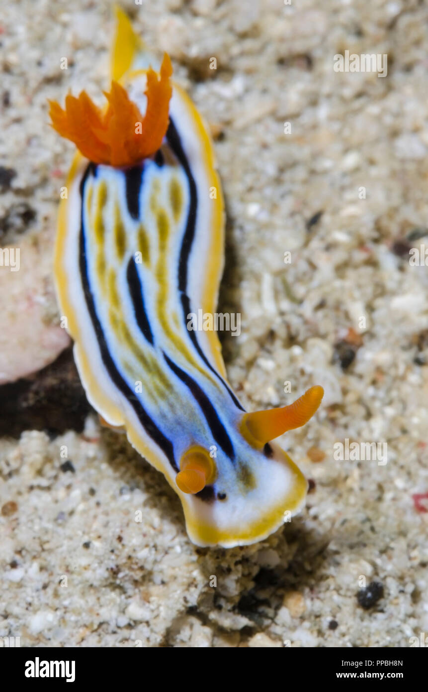 sea slug or nudibranch, Coleman's chromodoris, Chromodoris colemani ...