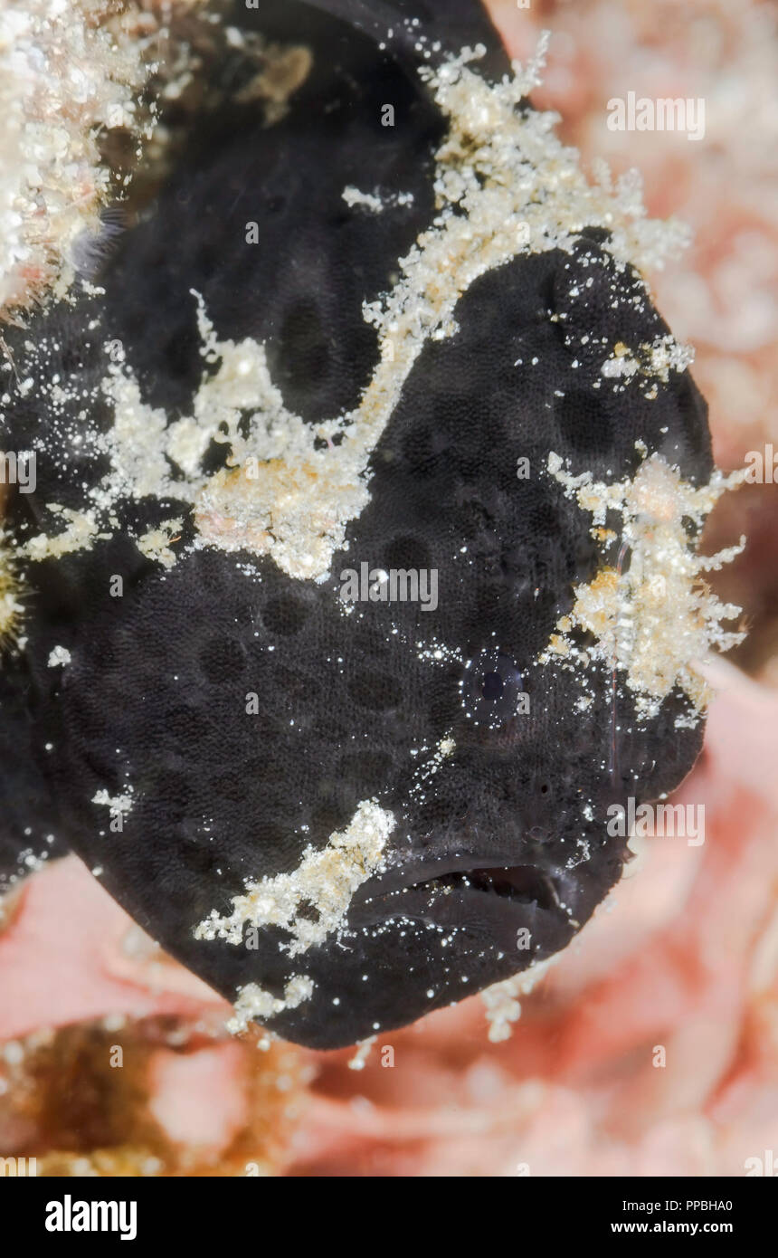 Frogfish antennariidae face hi-res stock photography and images - Alamy