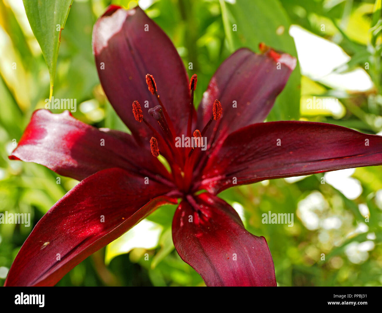 flower of exotic lily in garden in the Ariège Pyrénées, France Stock ...