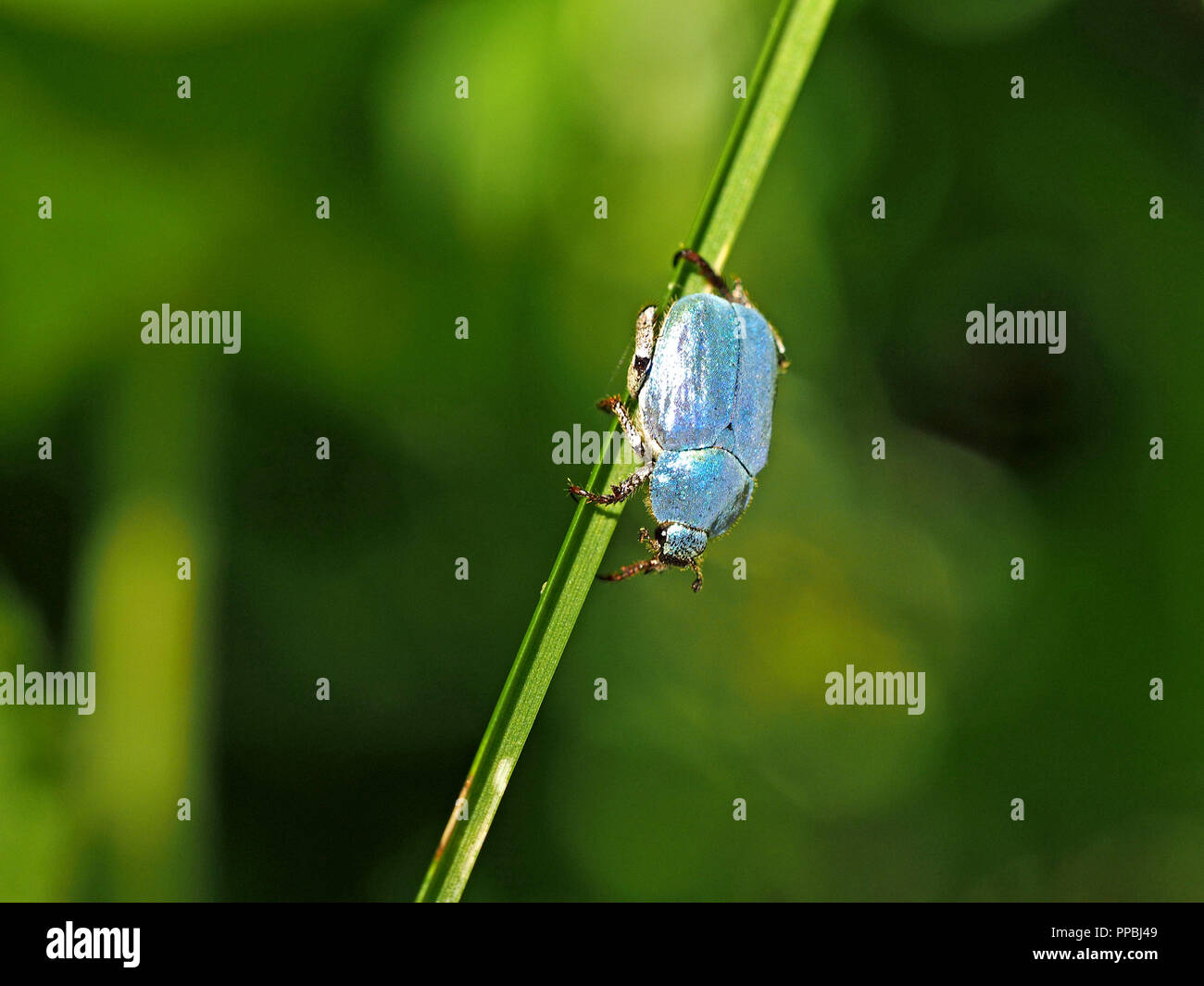 solitary shiny pale iridescent male blue beetle Hoplia coerulea a ...