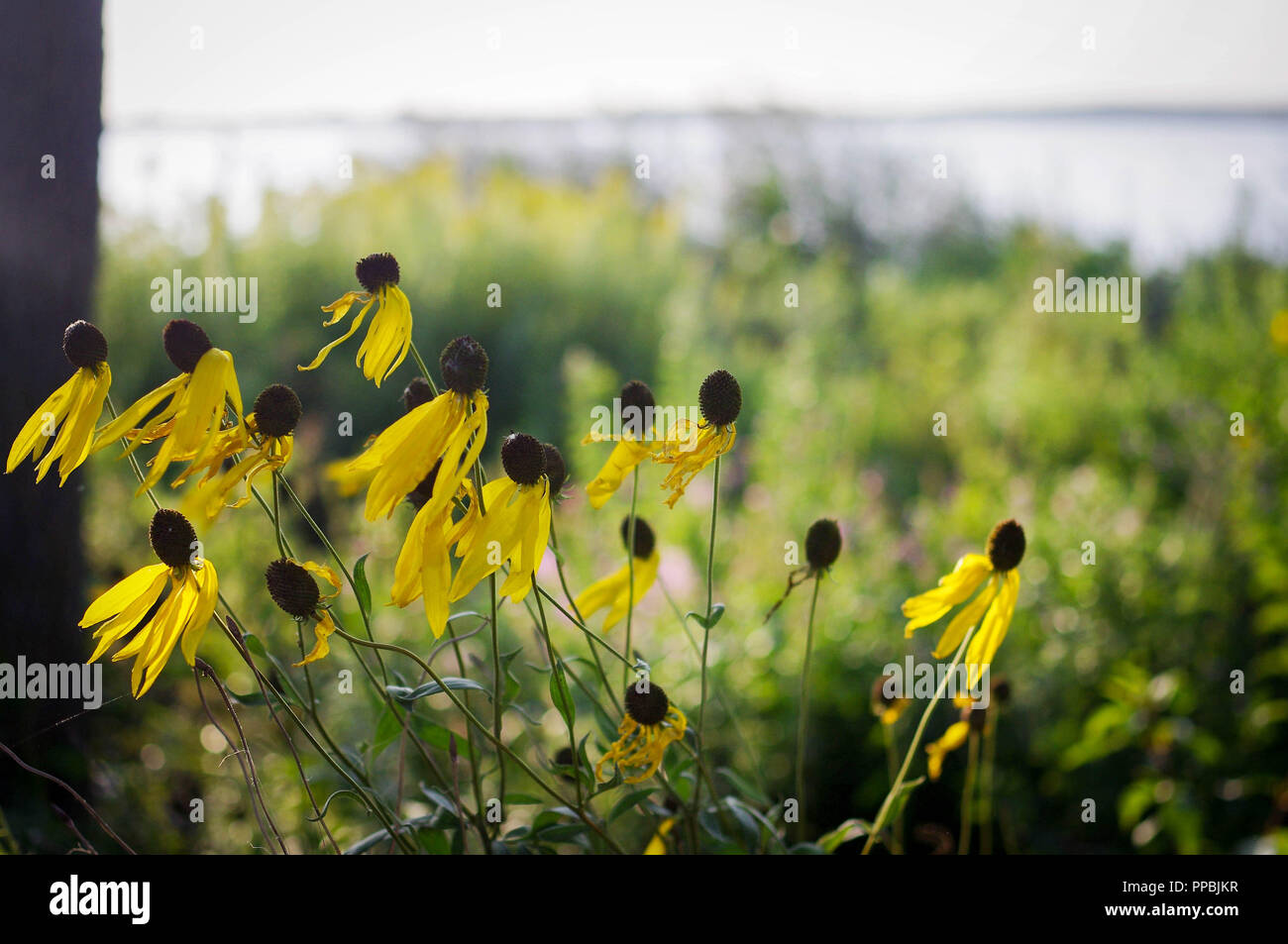 Windy flowers hi-res stock photography and images - Alamy