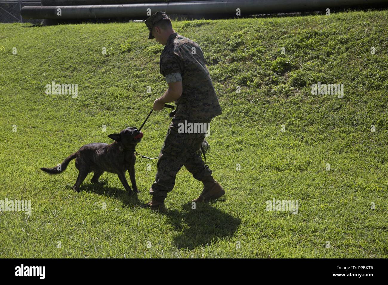 CAMP HANSEN, OKINAWA, Japan – Military working dog Shadow plays tug-of ...