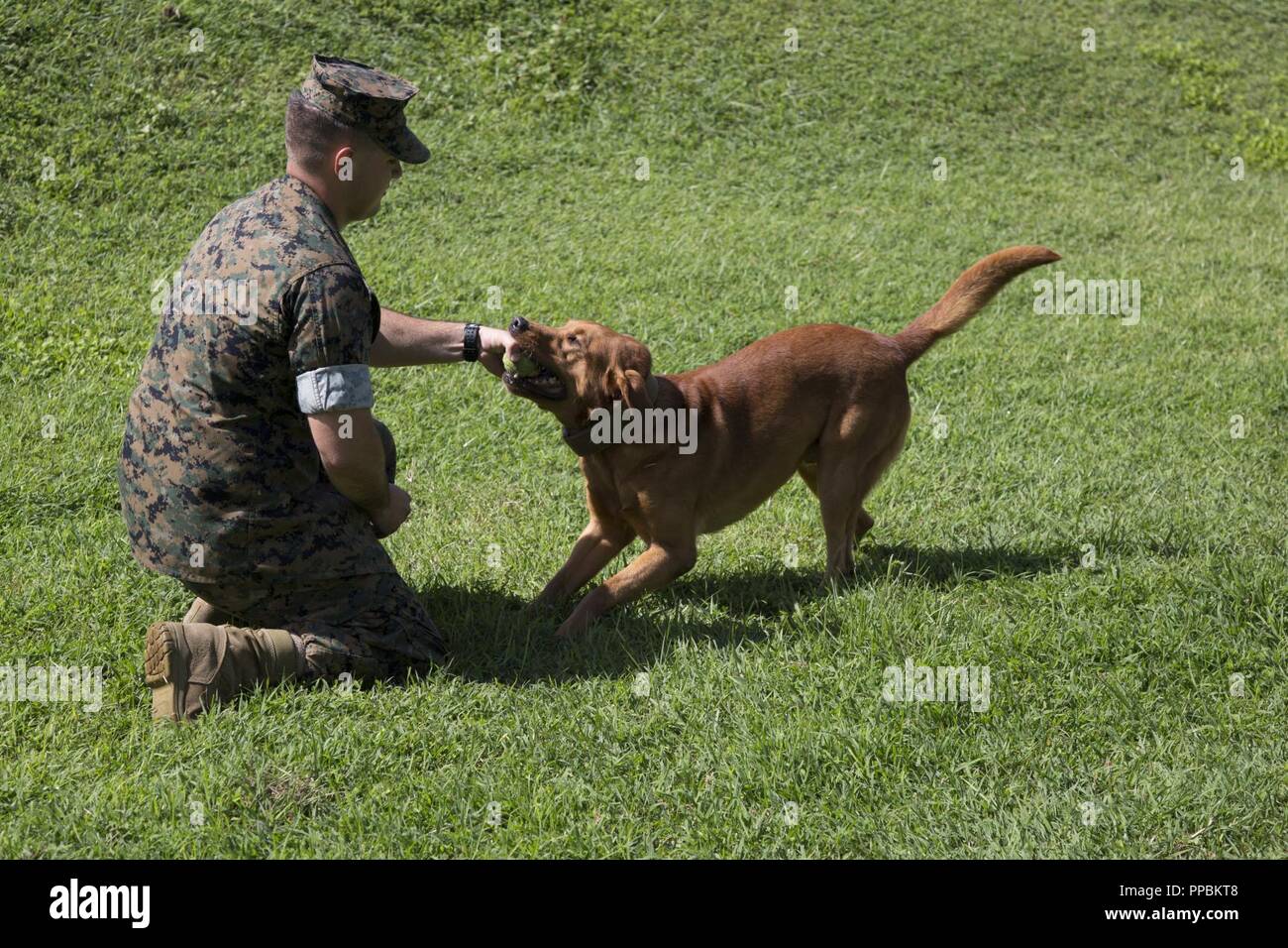 CAMP HANSEN, OKINAWA, Japan – Military working dog Gage and Cpl. Alex ...