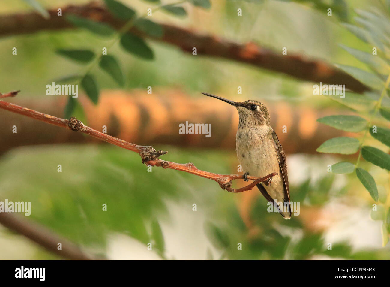 Female Rocky Mountain Hummingbird Stock Photo - Alamy