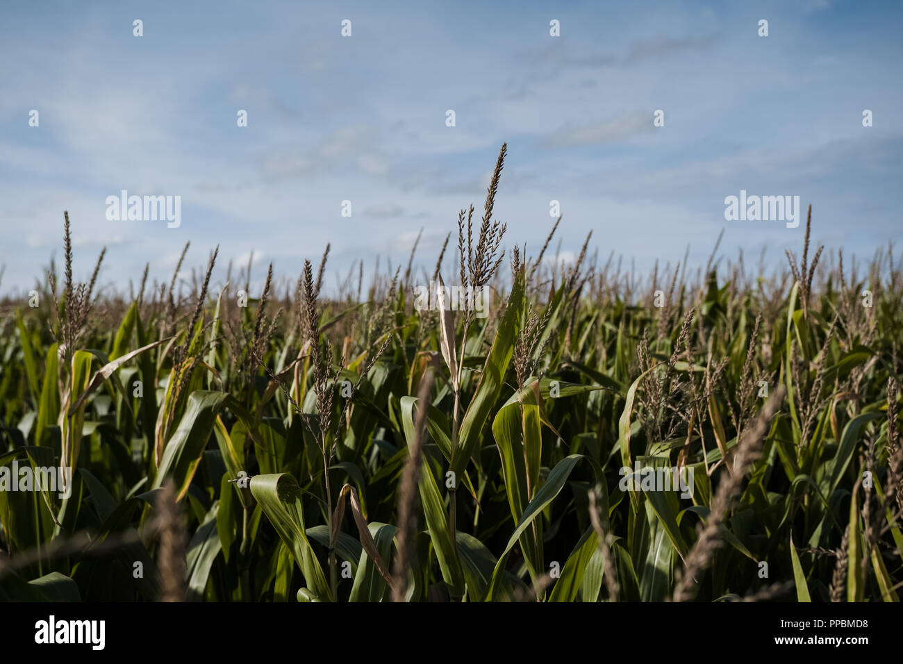 Cornfields, view of the peaks Stock Photo - Alamy