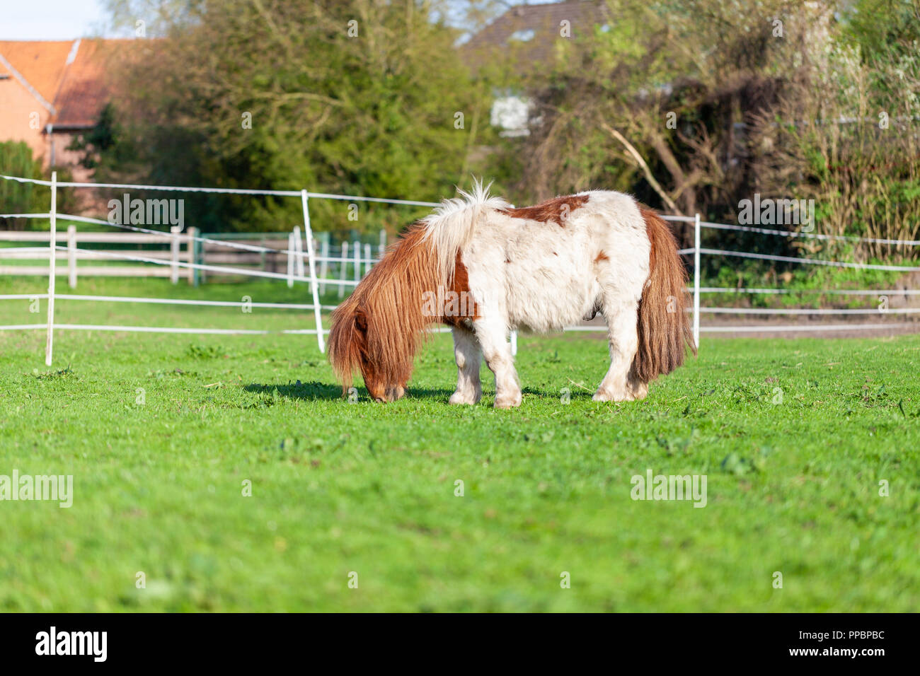 Mini Shetlandpony Stock Photos & Mini Shetlandpony Stock Images - Alamy