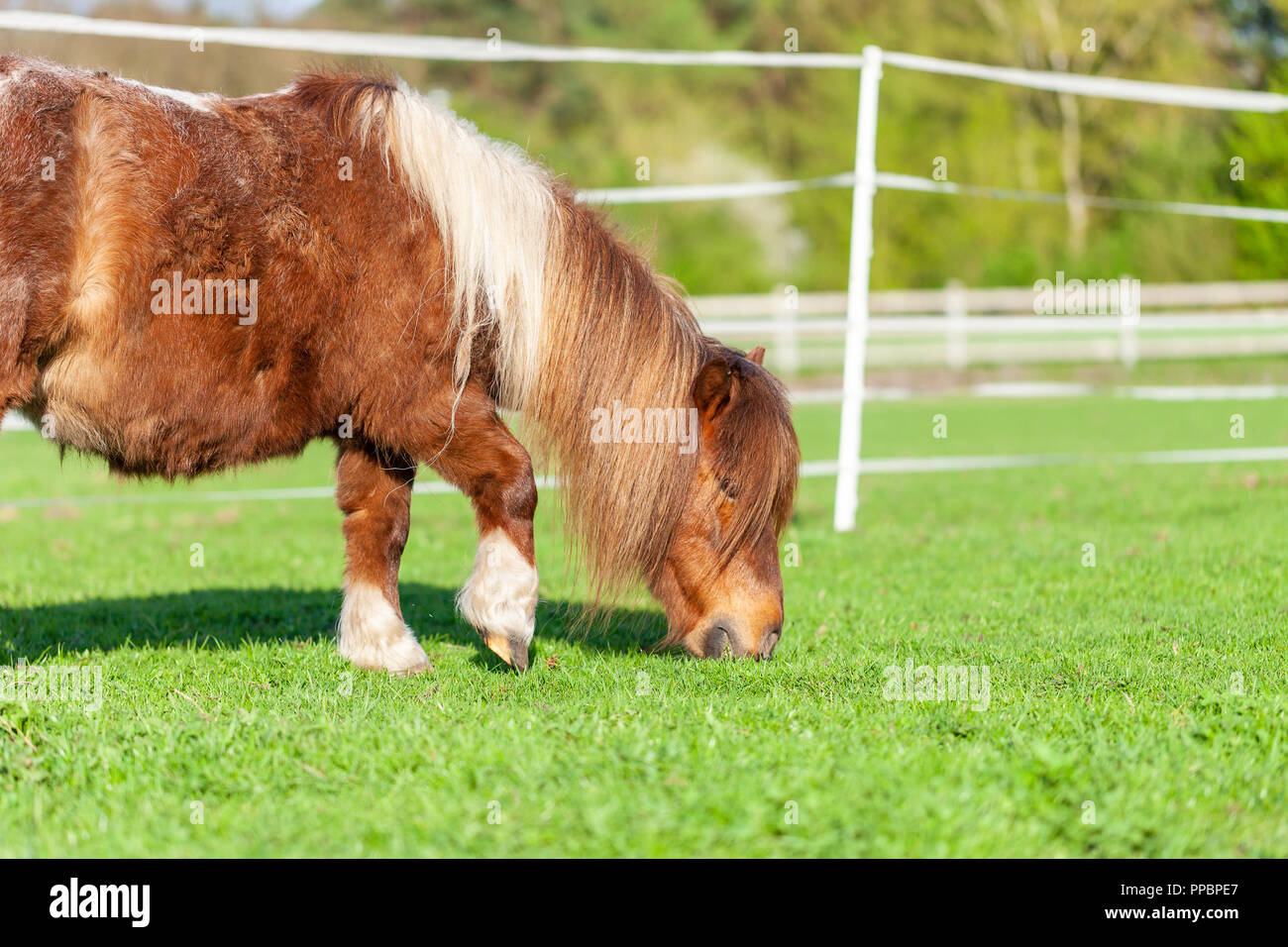 Shetlandpony hi-res stock photography and images - Alamy