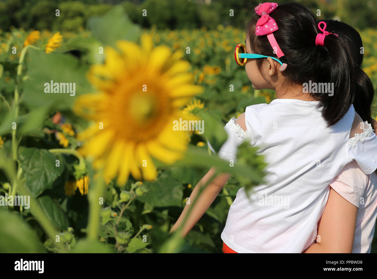 Nantong, Nantong, China. 25th Sep, 2018. Nantong, CHINA-Sunflowers ...