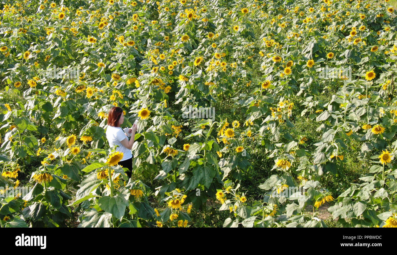 Nantong, Nantong, China. 25th Sep, 2018. Nantong, CHINA-Sunflowers ...