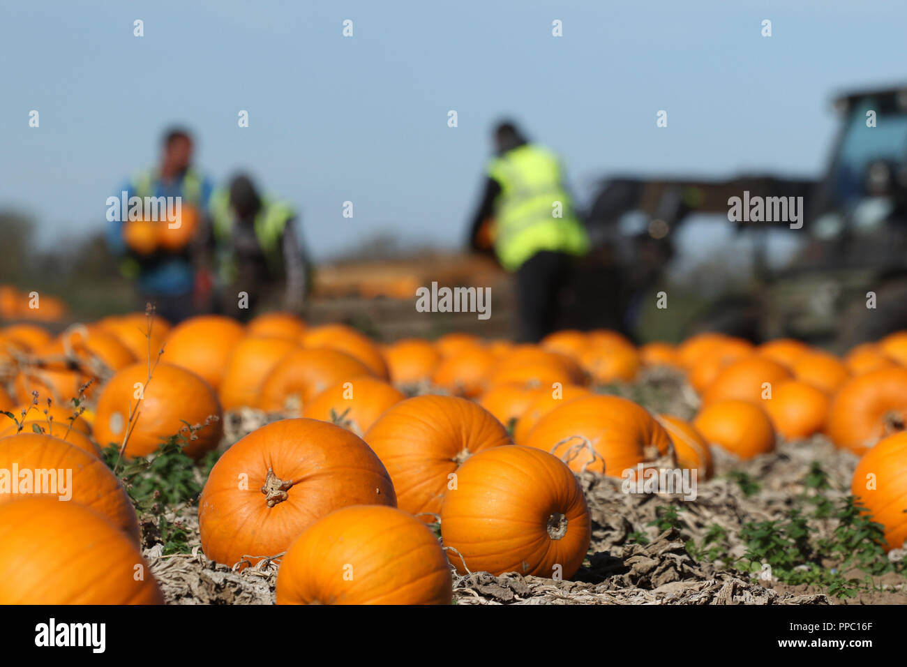 Pumpkin fields autumn blue sky hi-res stock photography and images - Alamy