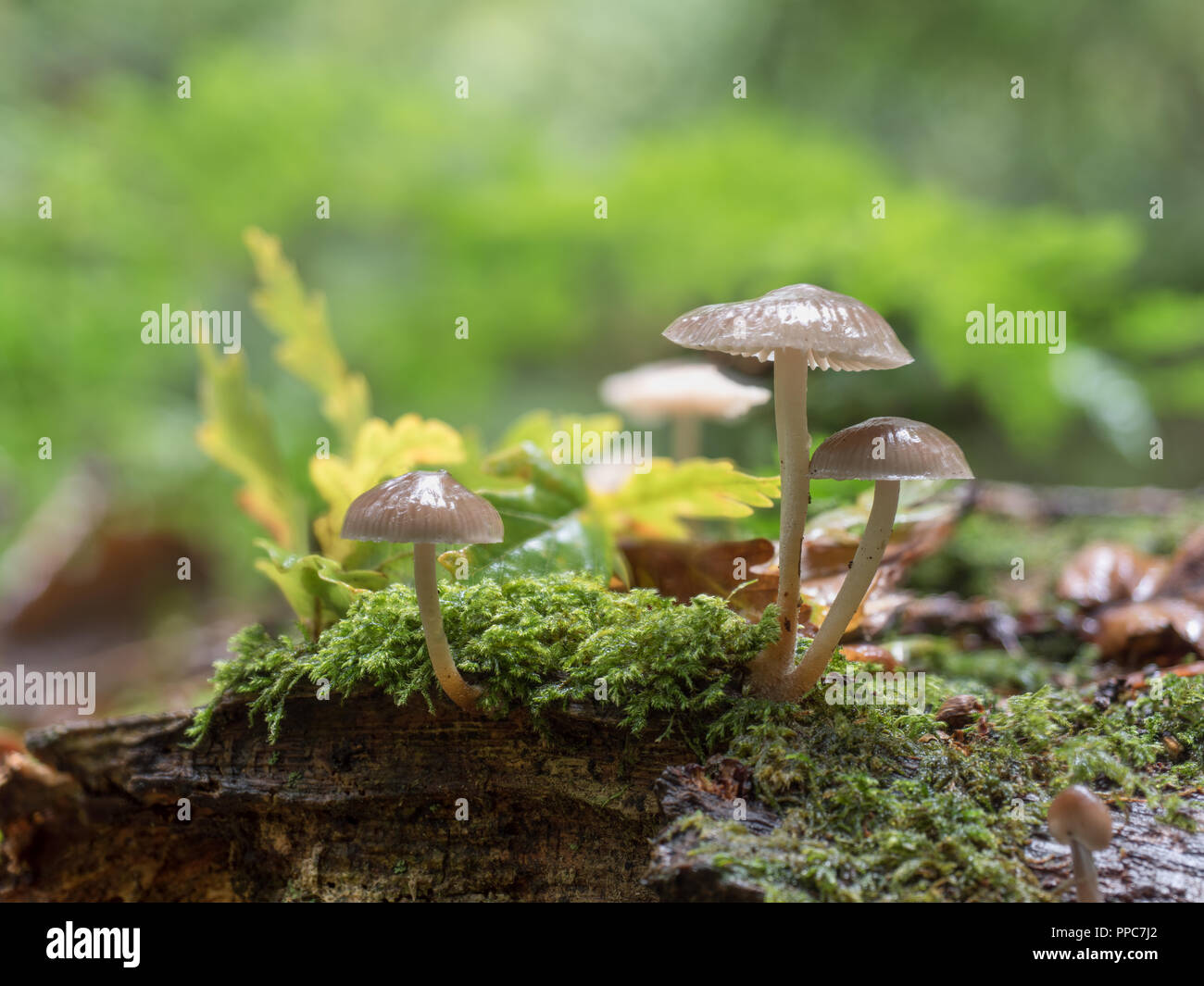 Fairies Bonnets funghi Stock Photo - Alamy