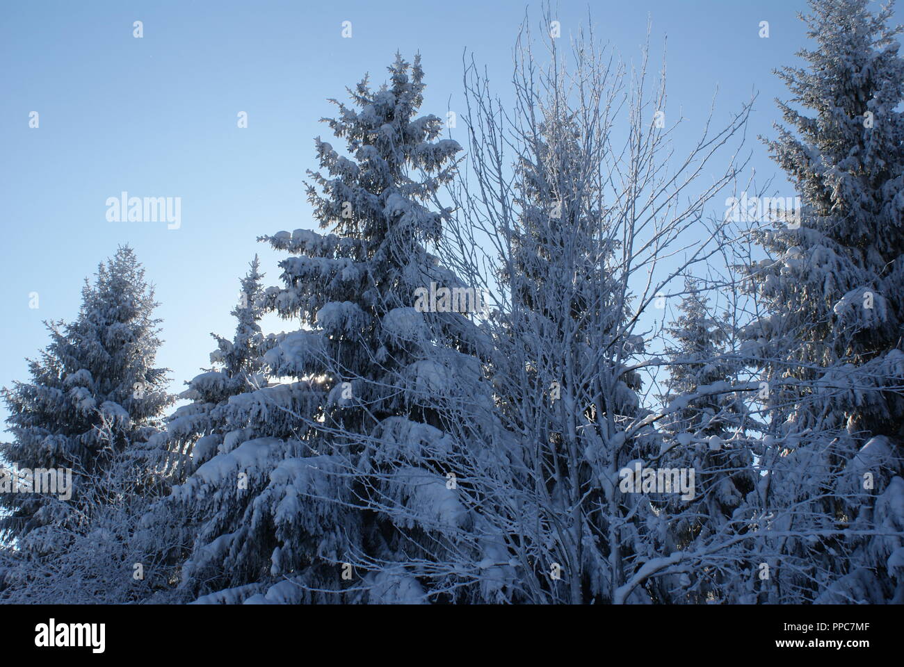 Snow christmas Tree Stock Photo - Alamy