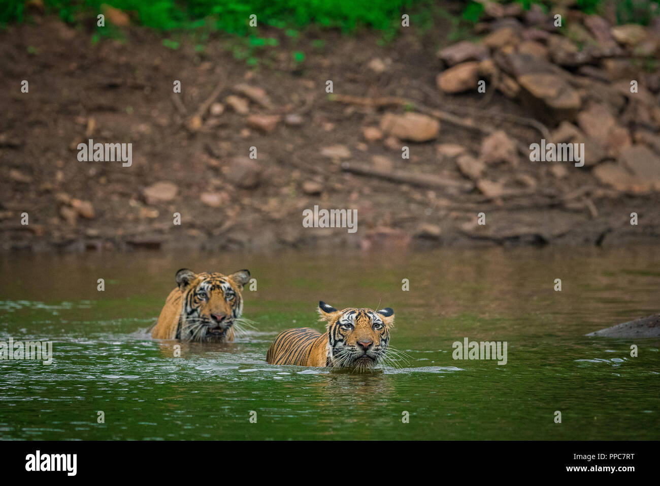 Royal bengal tiger in monsoon hi-res stock photography and images - Alamy