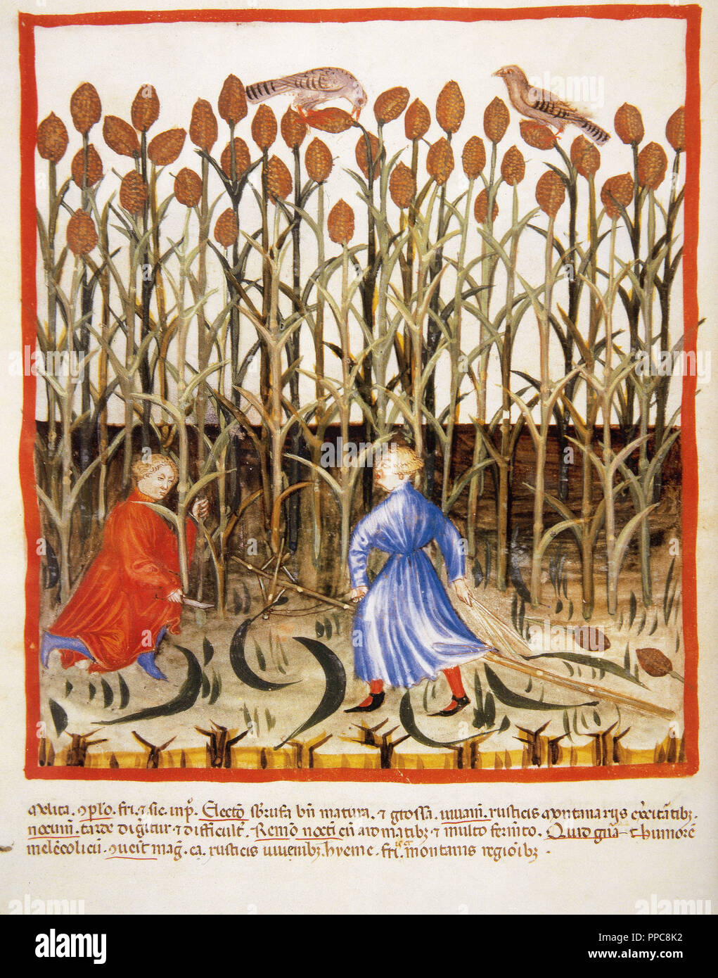 Tacuinum Sanitatis. Medieval Health Handbook, dated before 1400, based ...