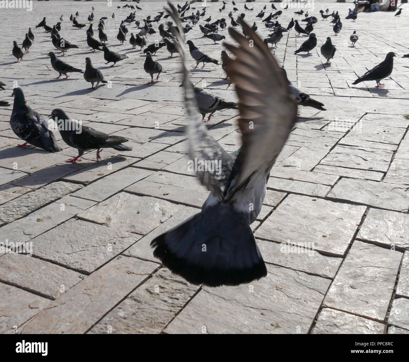 Pigeon wing hi-res stock photography and images - Alamy