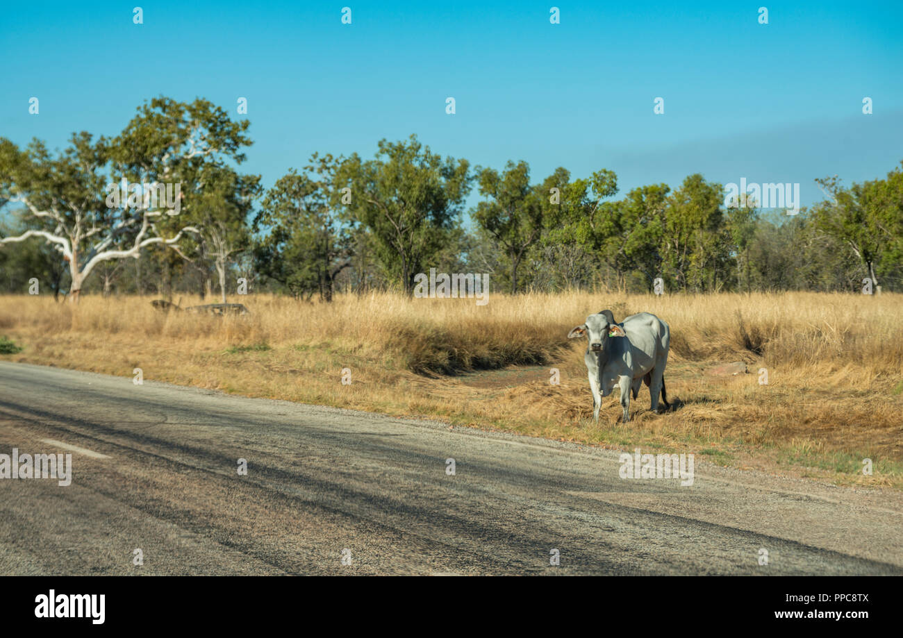 Outback cattle transport hi-res stock photography and images - Alamy
