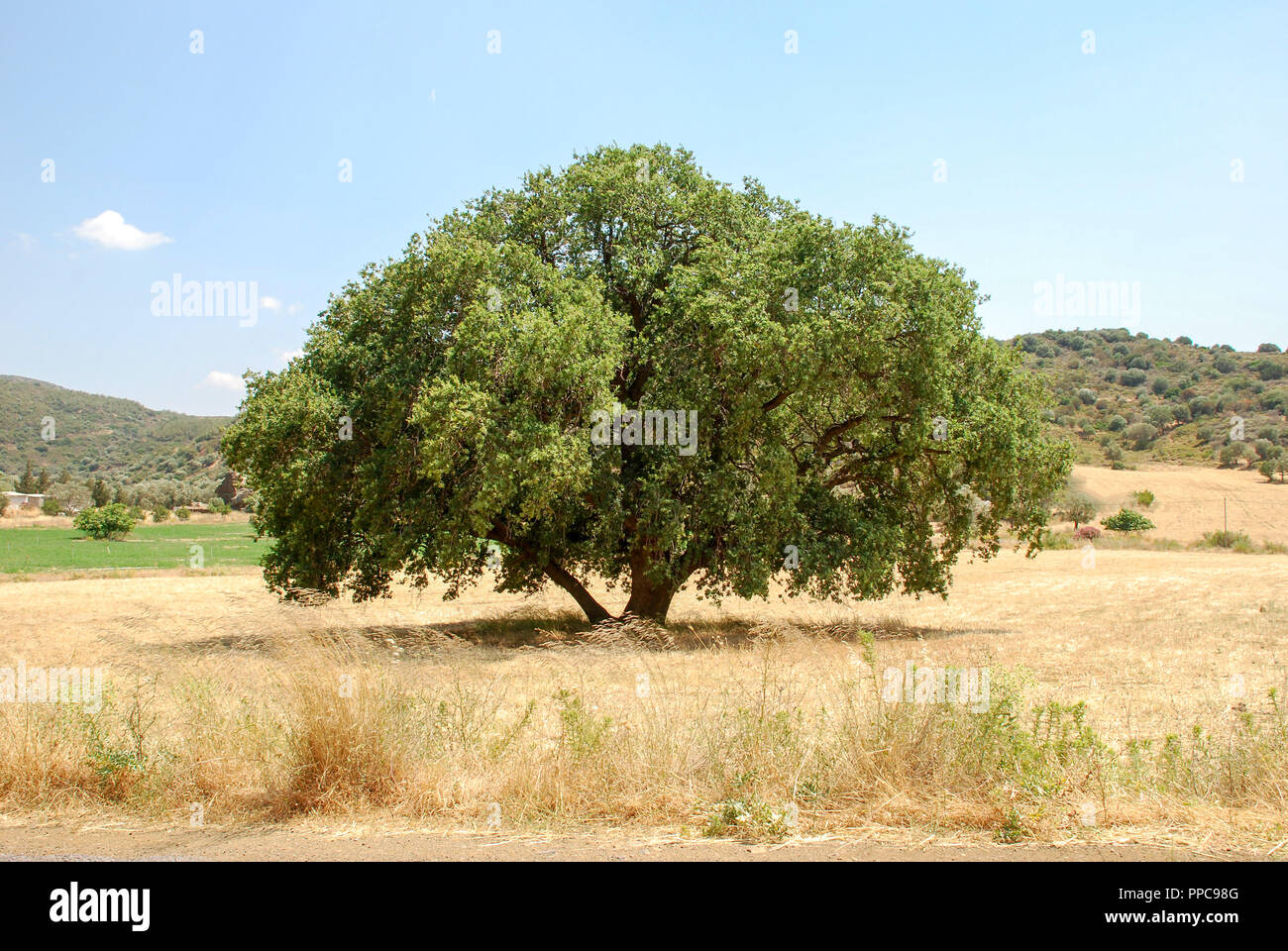 African oak tree hi-res stock photography and images - Alamy