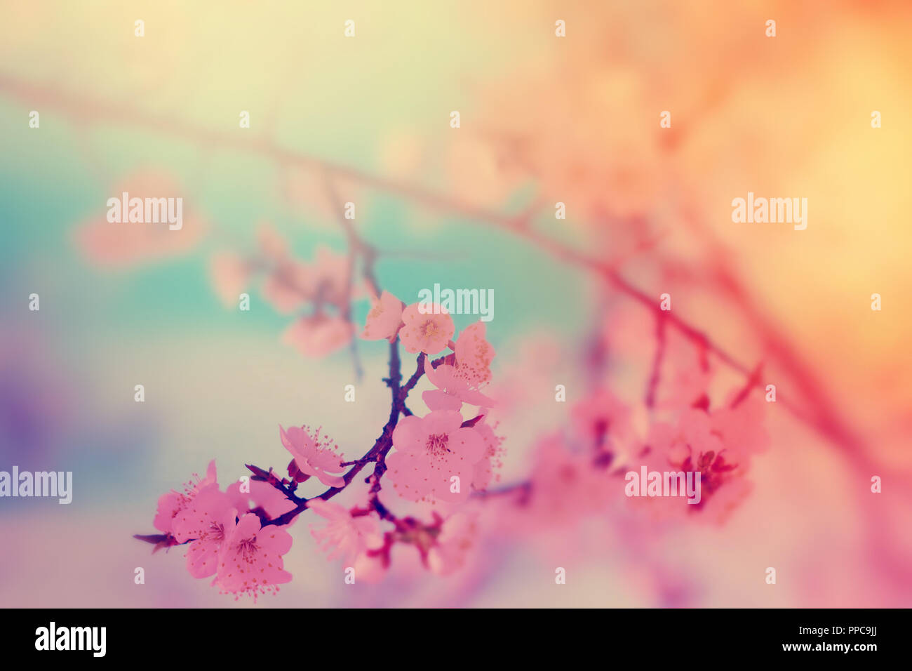 Beautiful flowers blossoming in spring Stock Photo - Alamy