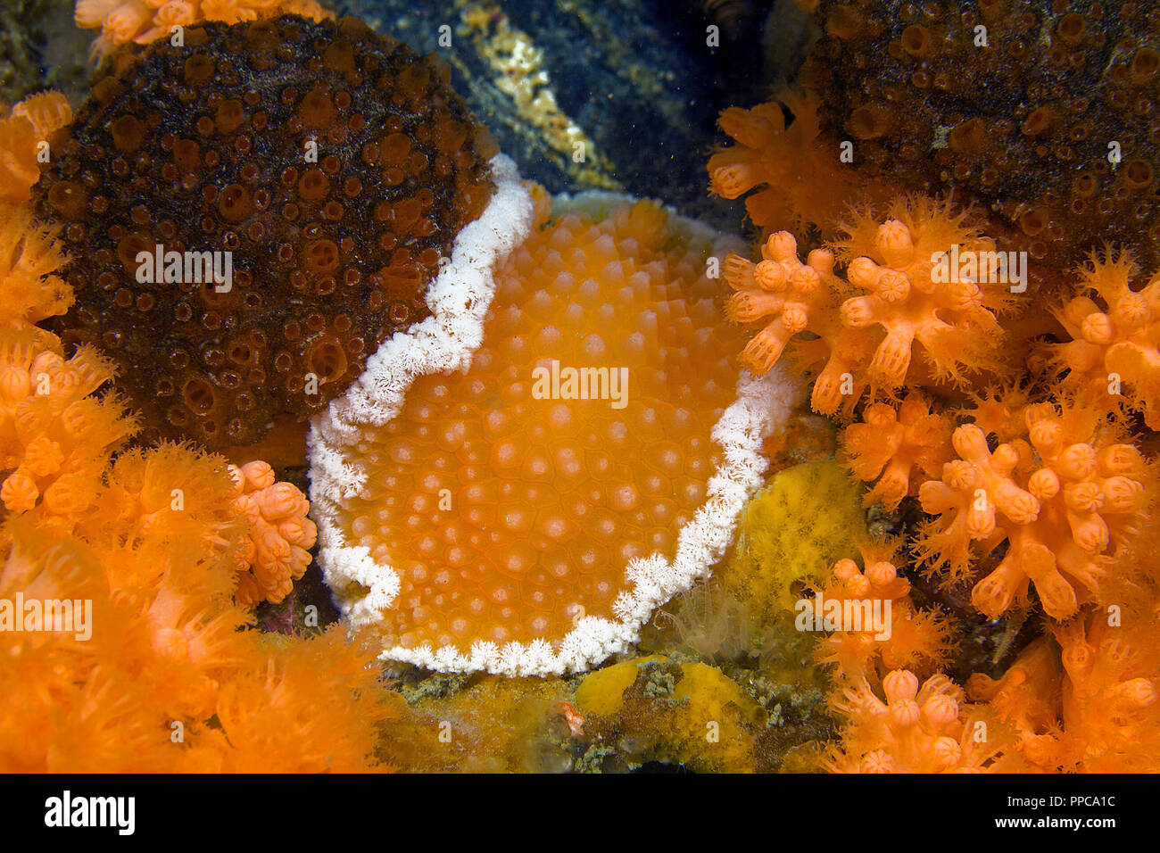 Giant Nudibranch High Resolution Stock Photography and Images - Alamy