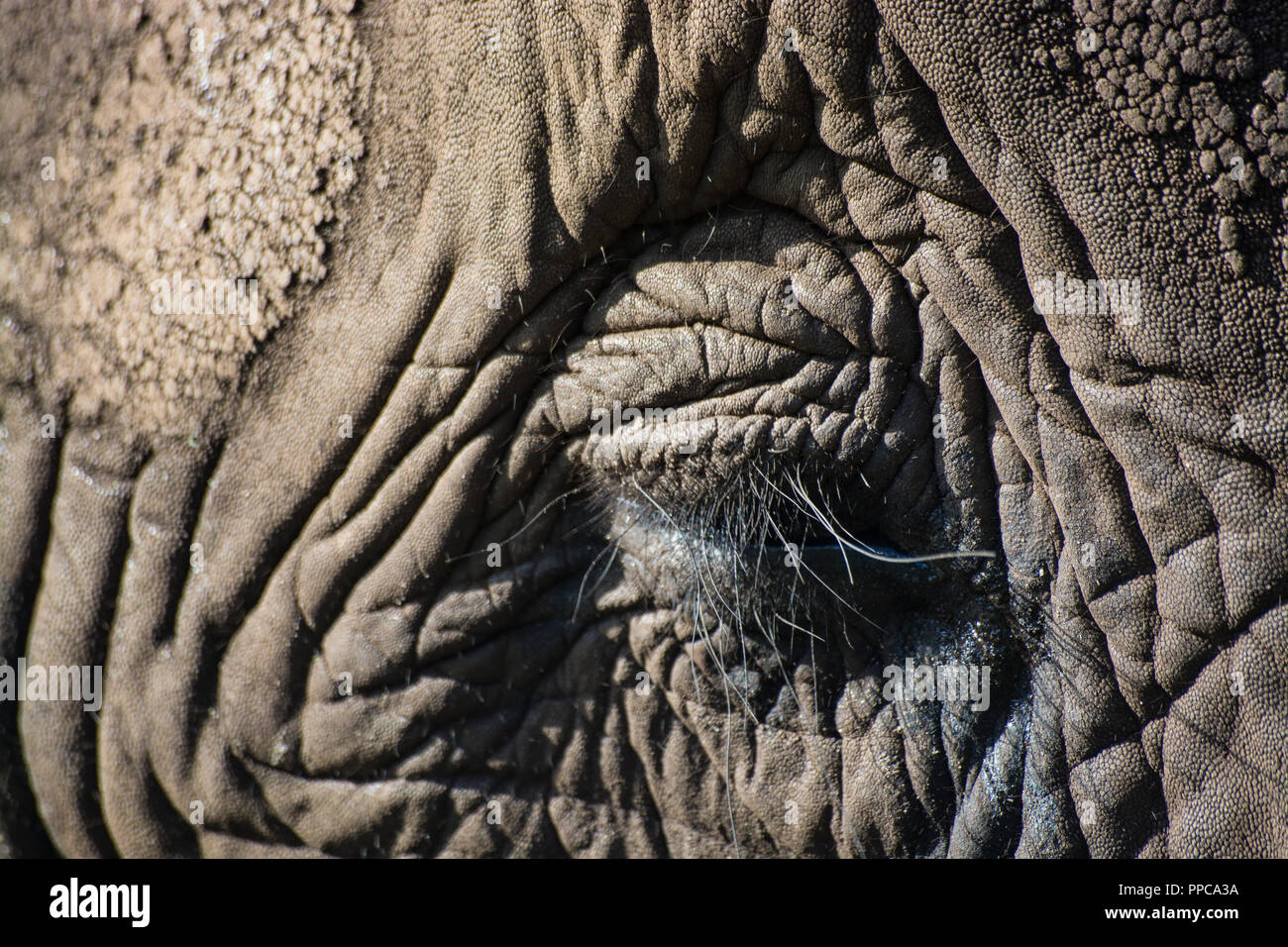 Elephantidae is a family of large, herbivorous mammals collectively ...