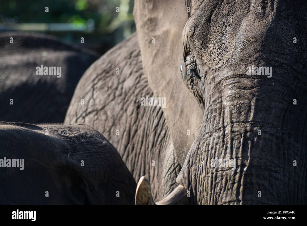Elephantidae is a family of large, herbivorous mammals collectively ...
